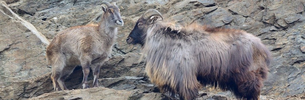 Nepal Blue Sheep Hunt | Journey Hunts with Matt Guedes
