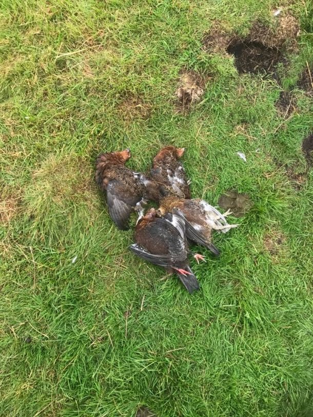 Scottish Highland Bird Hunting Experience | Journey Hunts with Matt Guedes