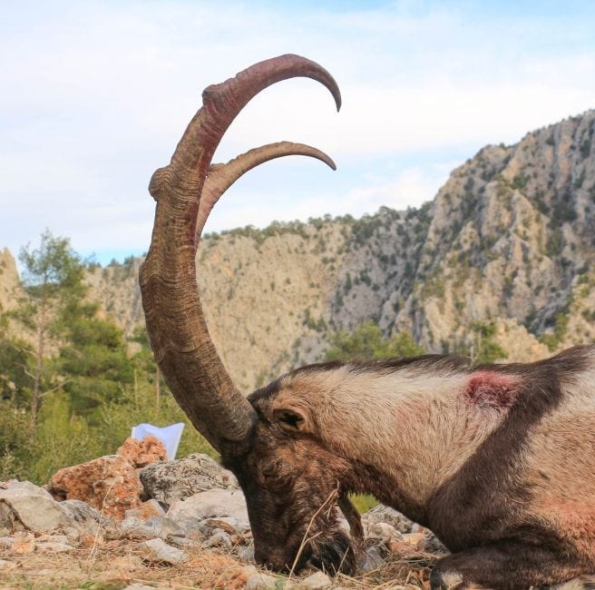 Turkey Bezoar Ibex Hunt | Journey Hunts with Matt Guedes